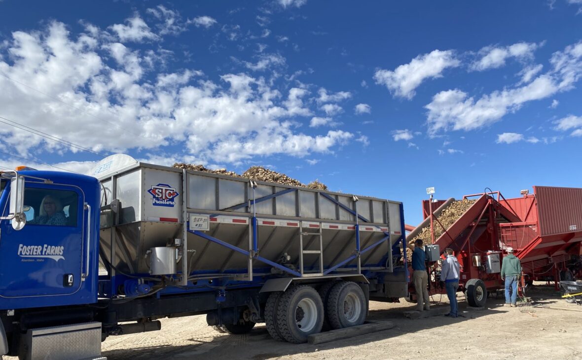 From the classroom to the spud cellar: harvest break teaches life lessons